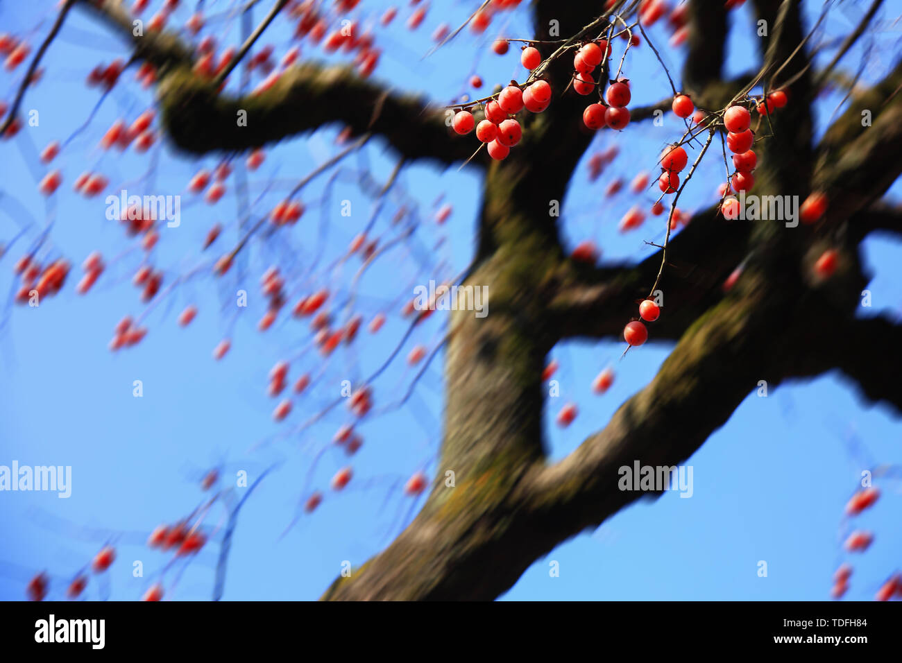 The ripe red persimmon is covered with branches Stock Photo - Alamy