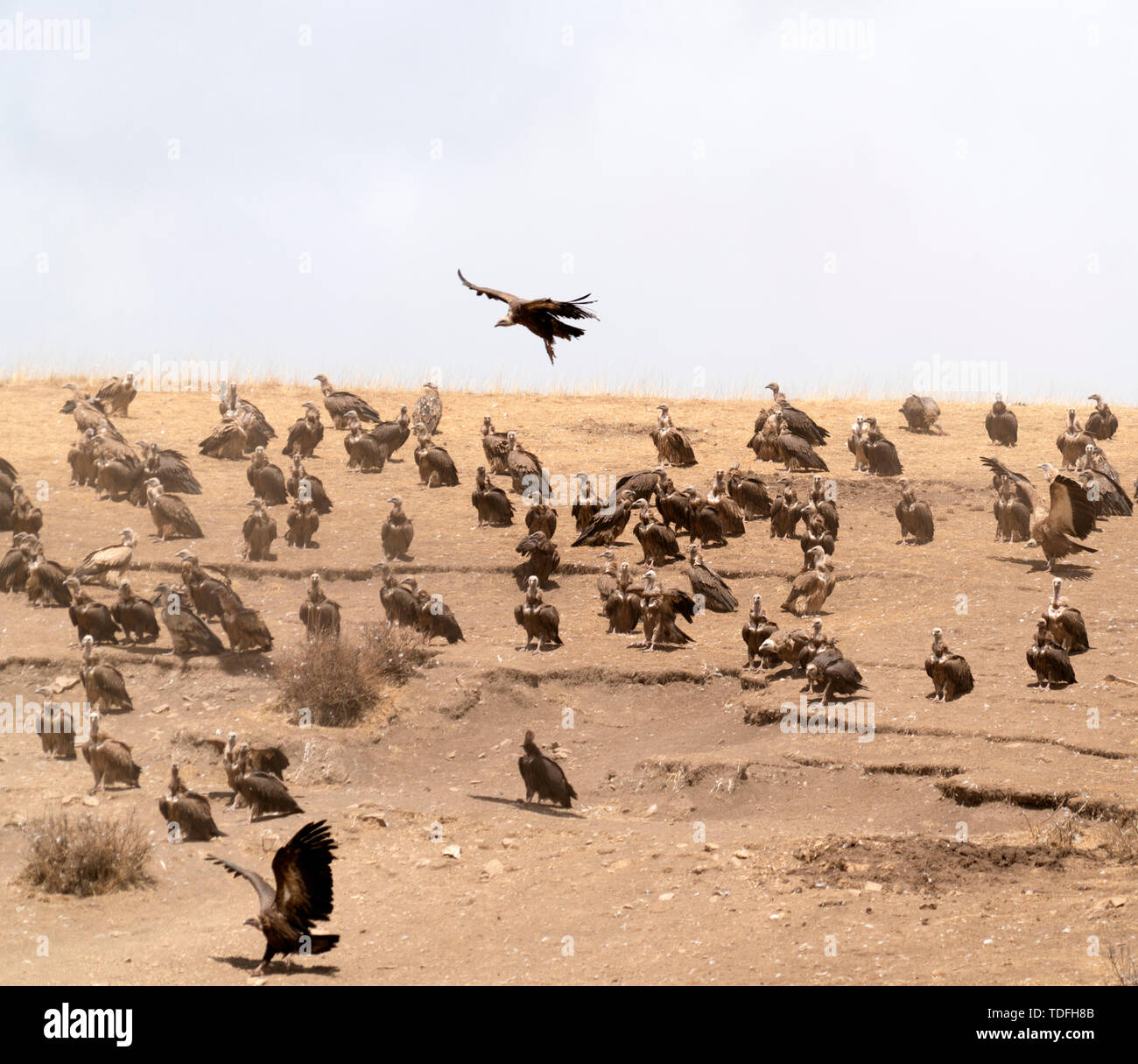 Heavenly burial platform vulture Stock Photo - Alamy