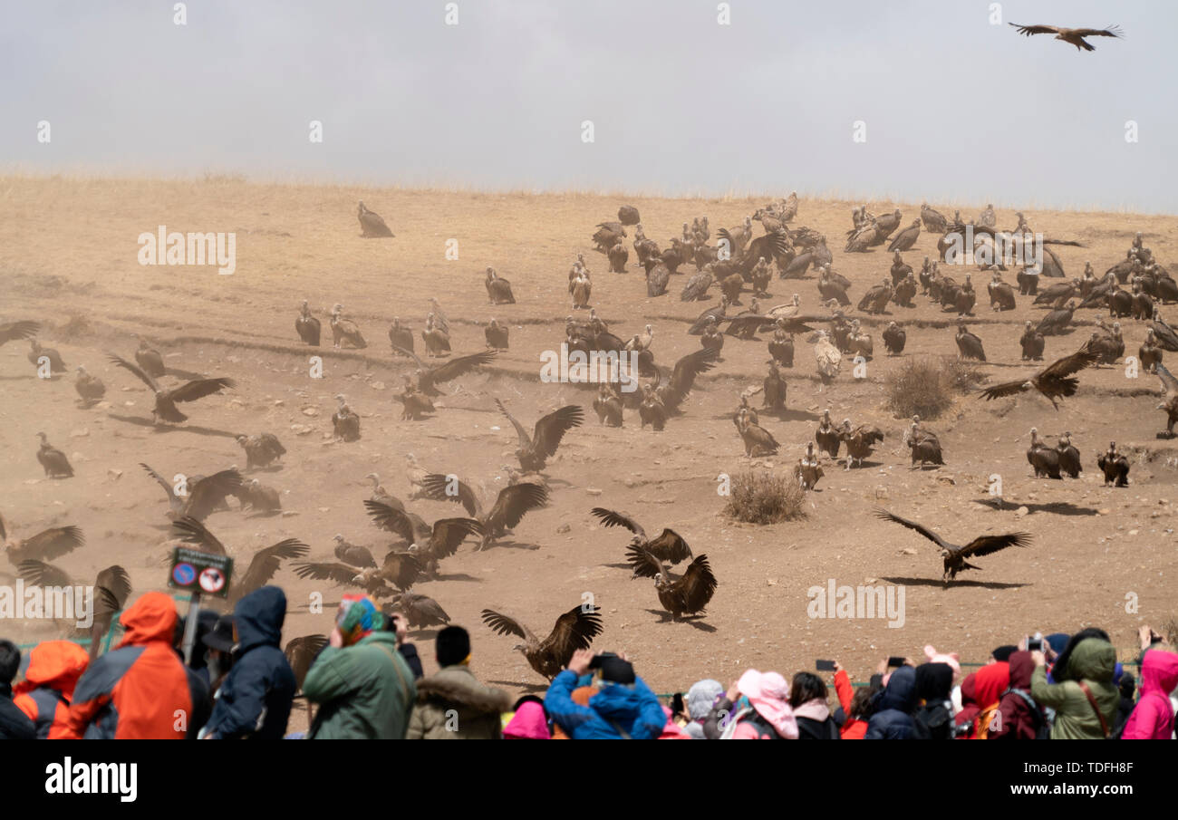 Heavenly burial platform vulture Stock Photo - Alamy