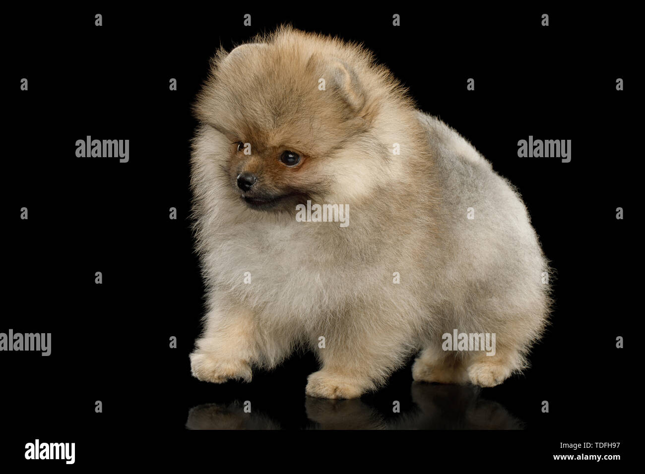 Groomed miniature Pomeranian Spitz puppy Standing on black isolated ...