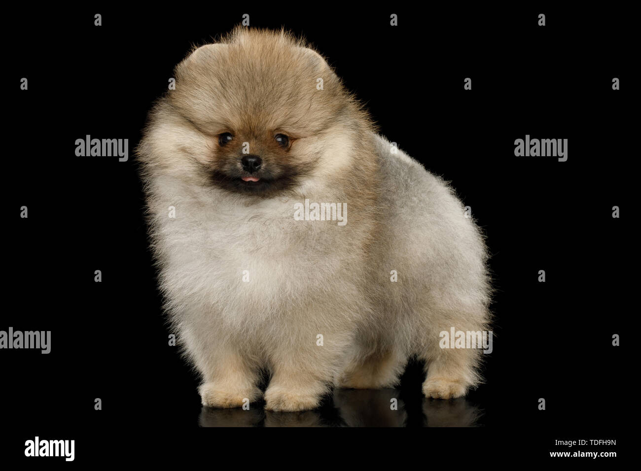 Groomed miniature Pomeranian Spitz puppy Standing on black isolated ...