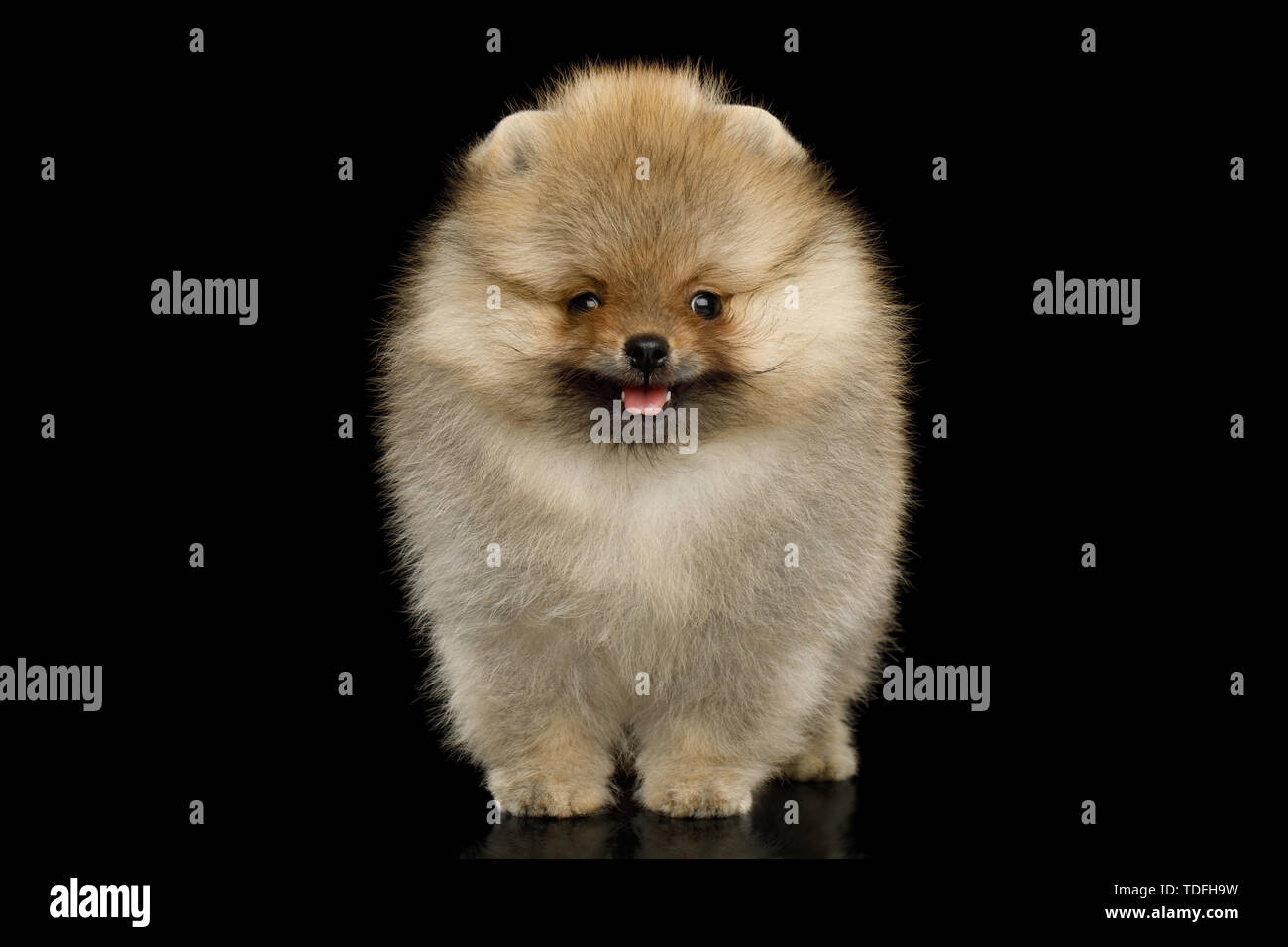 Groomed miniature Pomeranian Spitz puppy Standing on black isolated ...