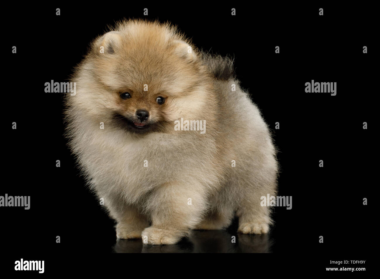 Groomed miniature Pomeranian Spitz puppy Standing on black isolated ...