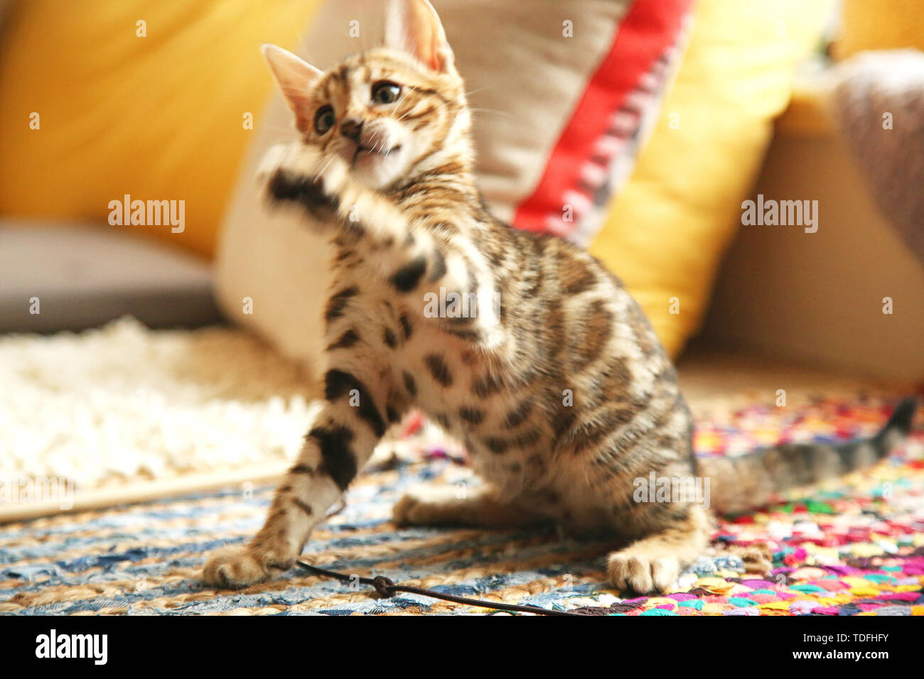 Bengali leopard cat Stock Photo - Alamy