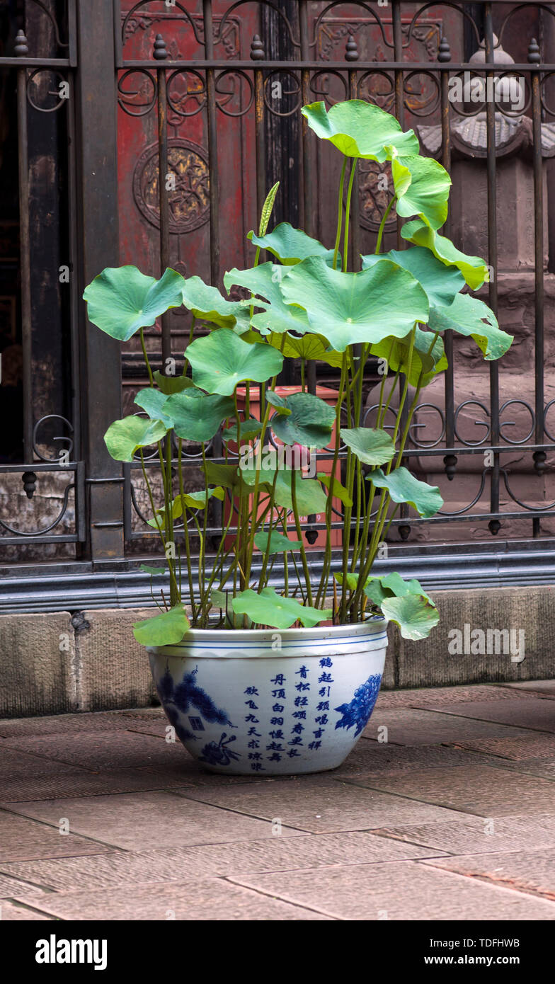 Lotus, potted lotus Stock Photo - Alamy