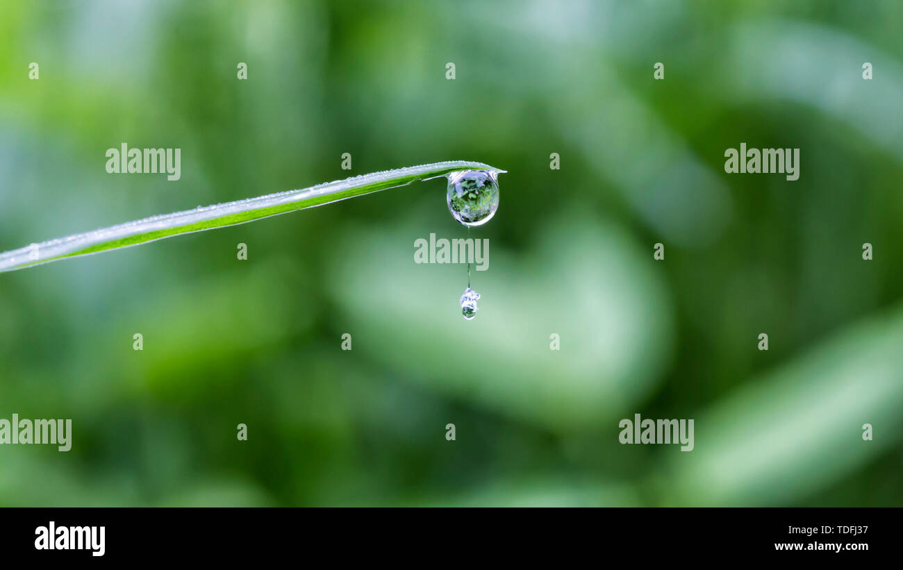 Micro - reflection in water droplets Stock Photo - Alamy