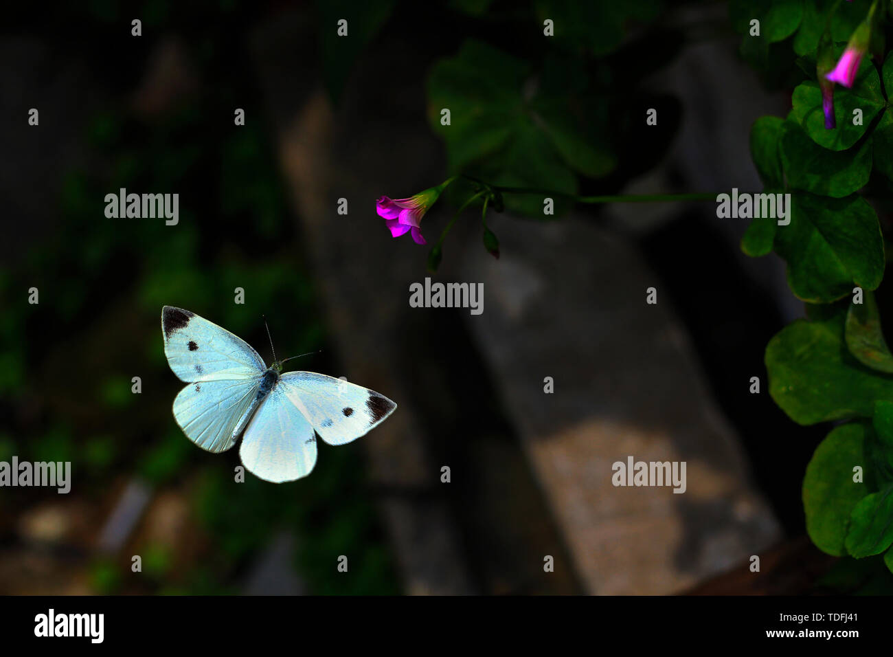 Butterfly crest hi-res stock photography and images - Alamy