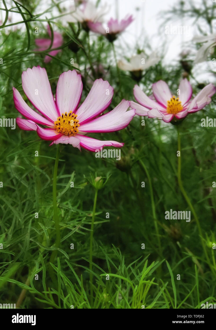 Chrysanthemum Gesang flower Qiuying Stock Photo - Alamy