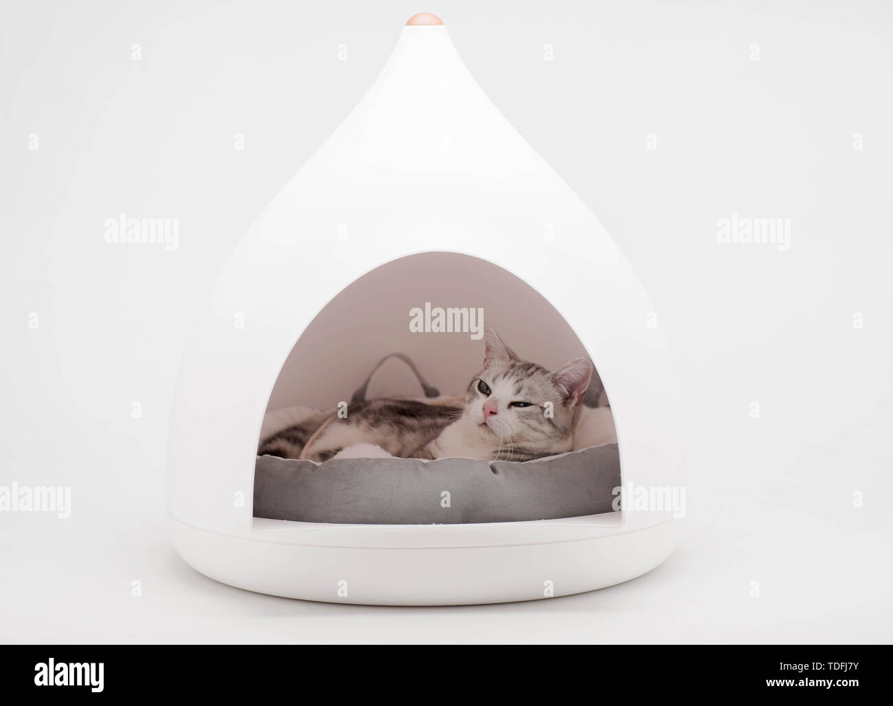 Vintage cat images hi-res stock photography and images - Alamy