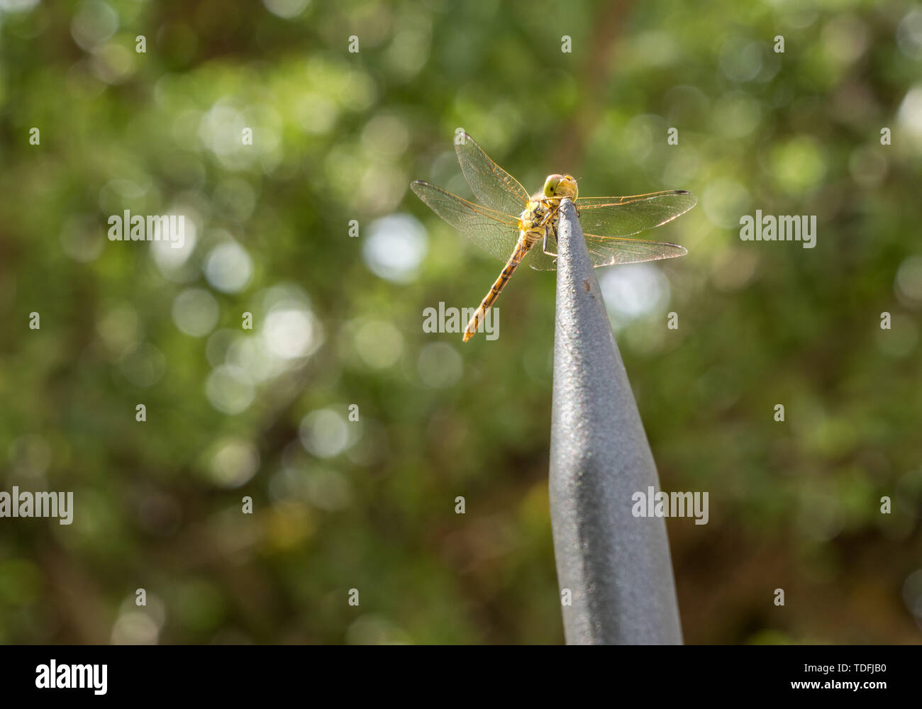 Steel dragon hi-res stock photography and images - Alamy