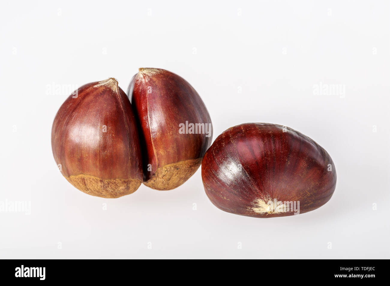 Chestnut horse anatomy hi-res stock photography and images - Alamy