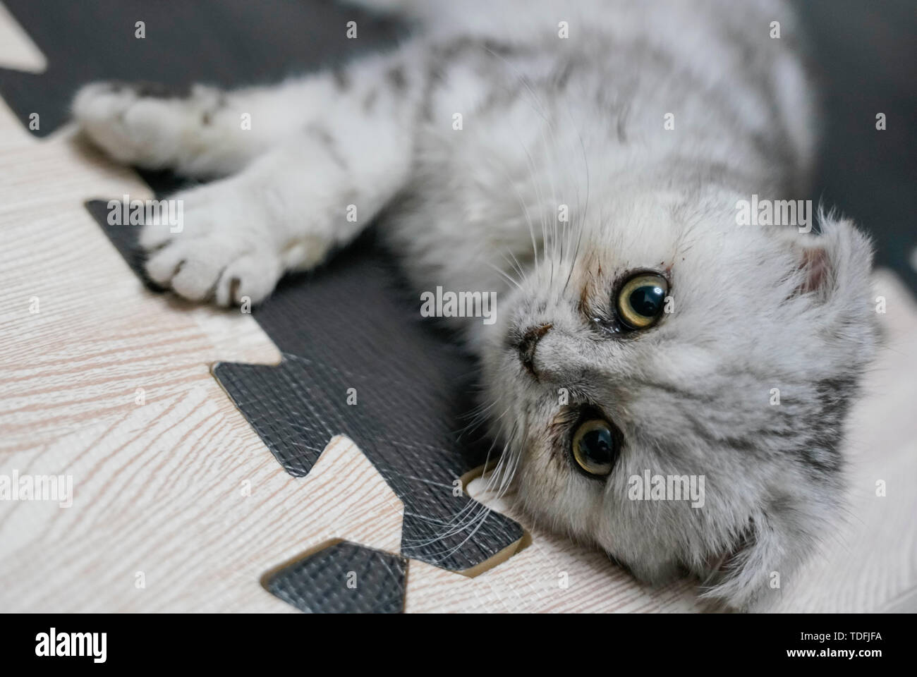 Fold-ear cat kitten cub Stock Photo - Alamy