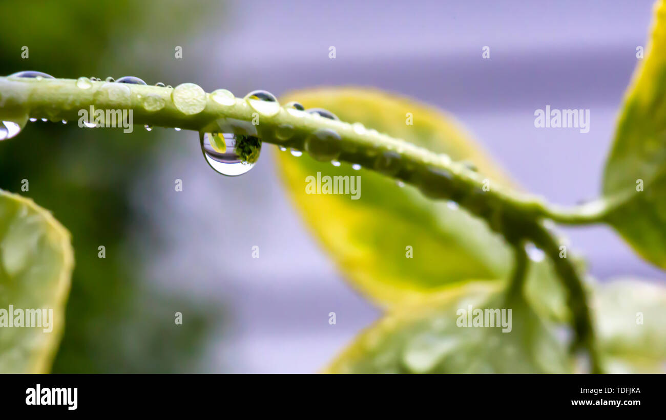 Micro - reflection in water droplets Stock Photo - Alamy