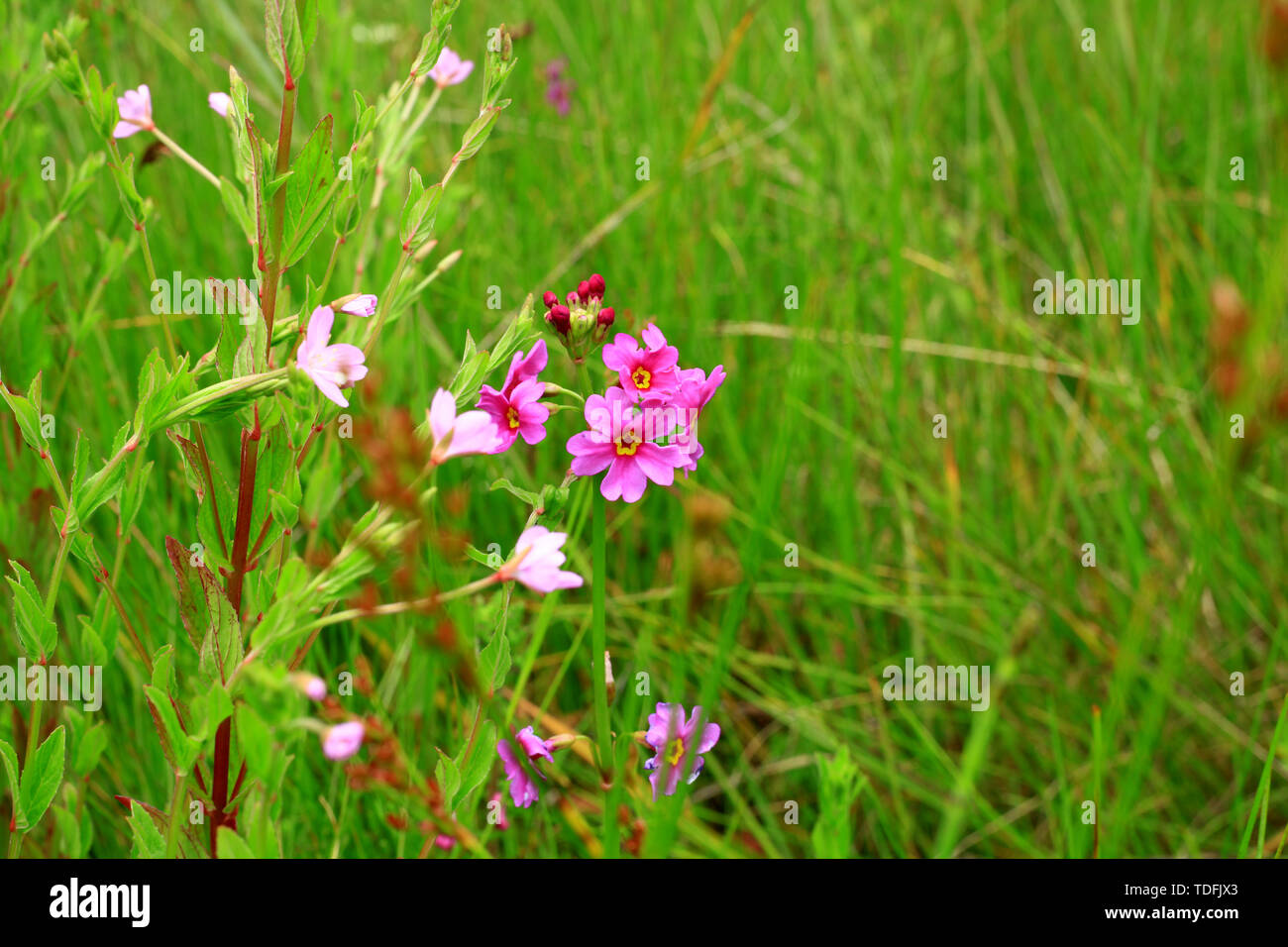 Shangri-La white land, wild flowers, Yunnan Stock Photo - Alamy