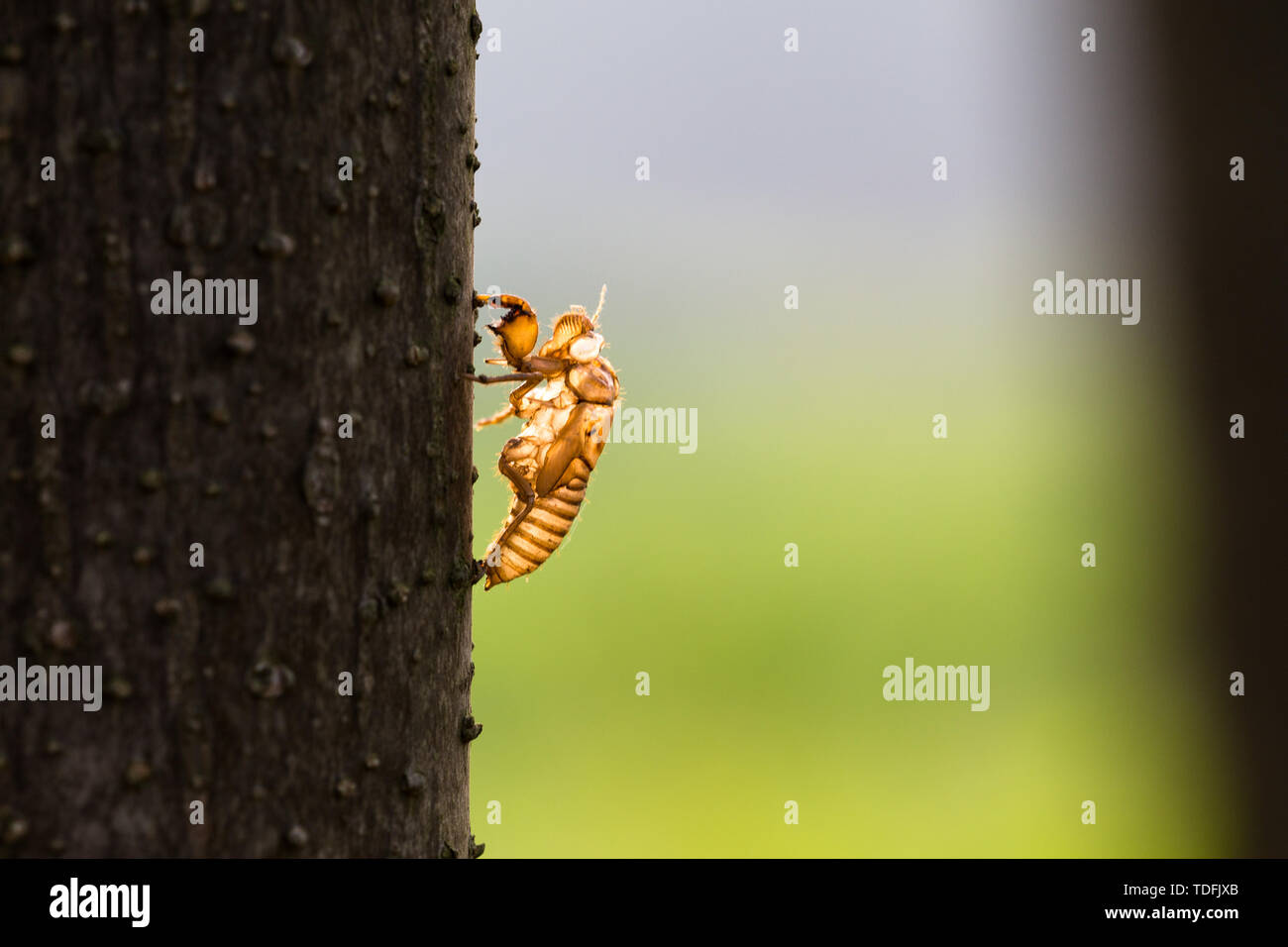 Golden cicadas hi-res stock photography and images - Alamy