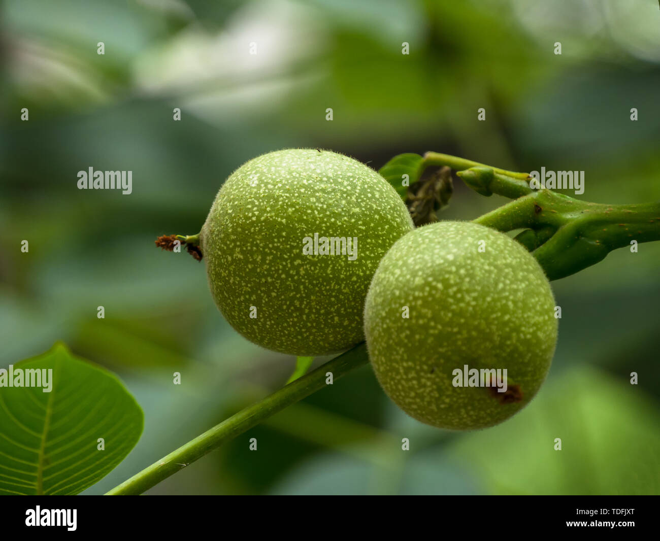 Pecan Plants High Resolution Stock Photography and Images - Alamy