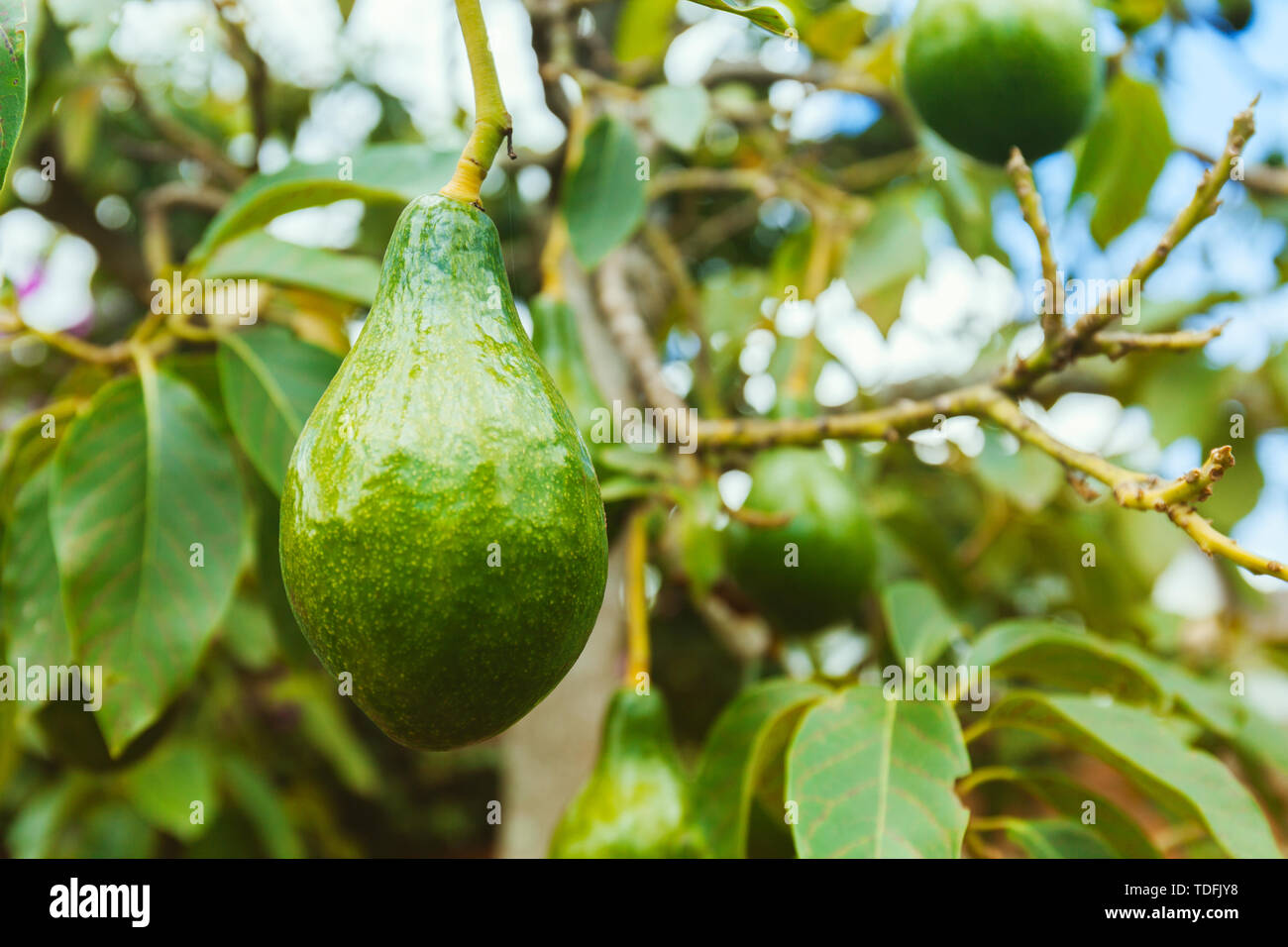Avocado tree hi-res stock photography and images - Alamy