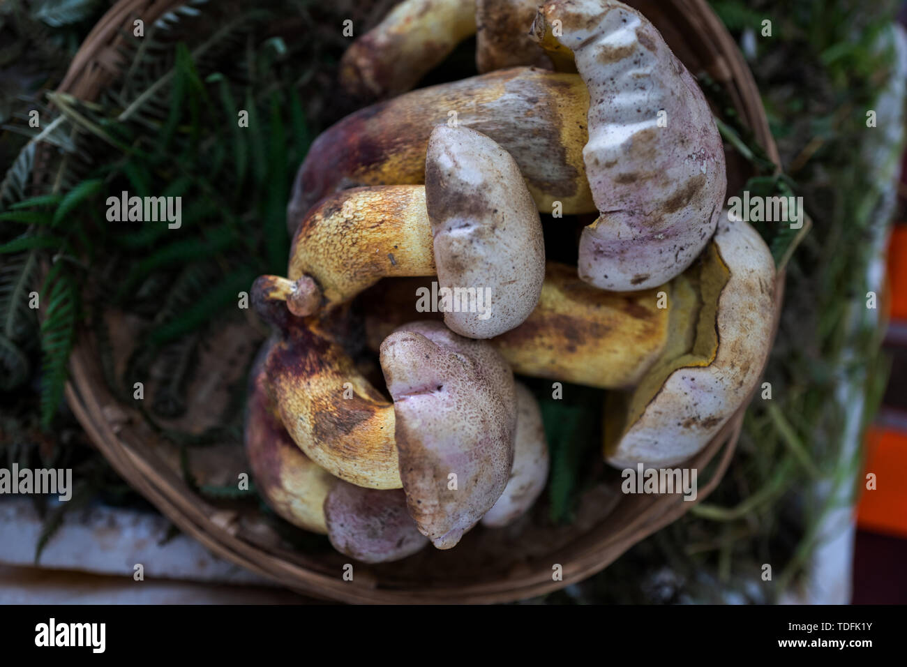Fresh wild edible bacteria with dirt Stock Photo - Alamy