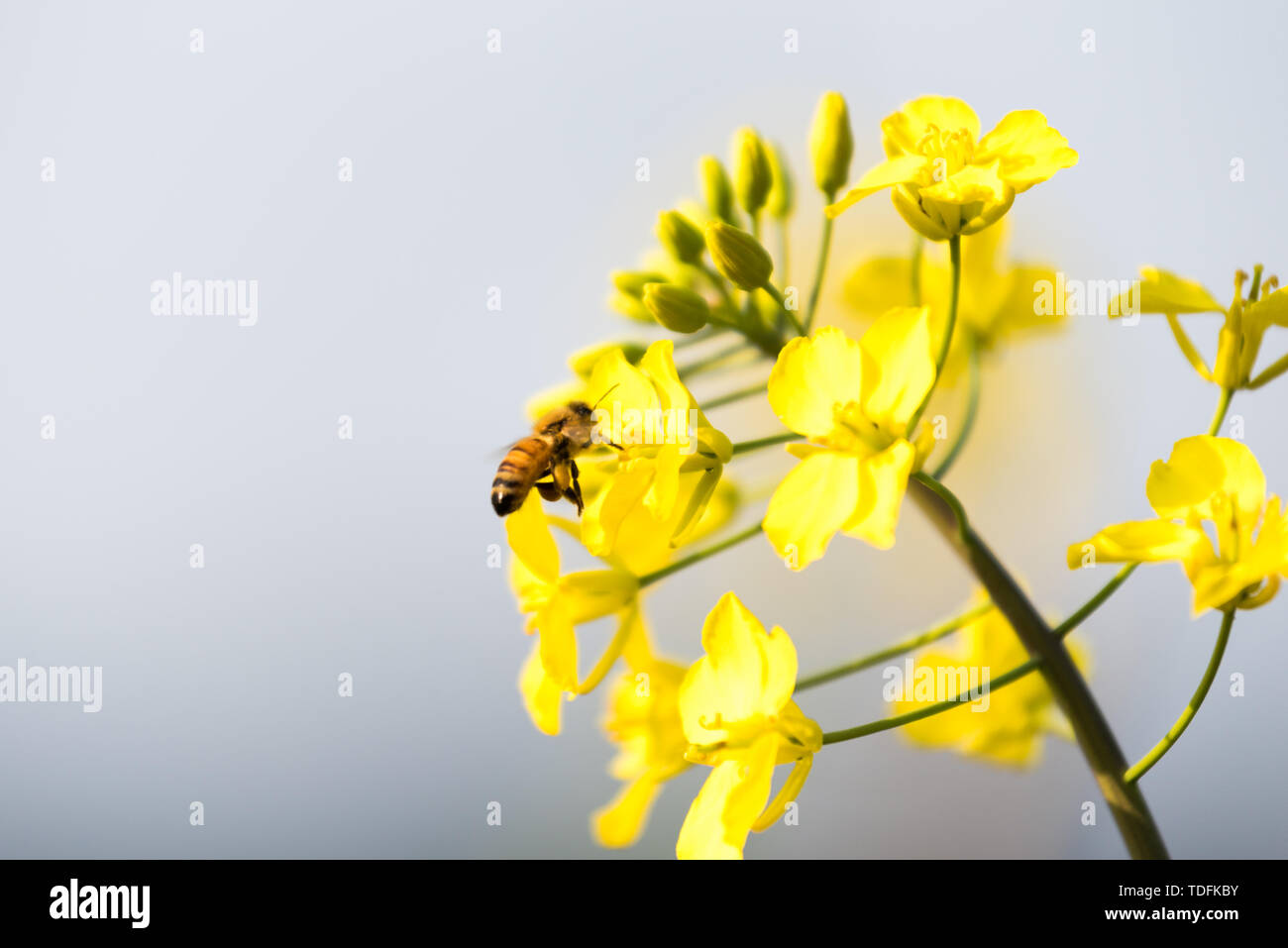 Bees and rapeseed Stock Photo - Alamy