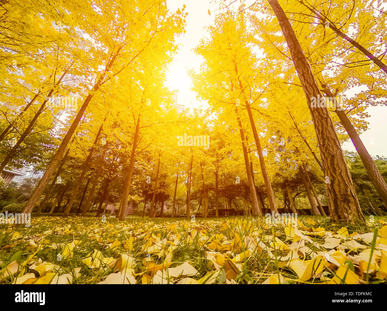 Gink tree hi-res stock photography and images - Alamy