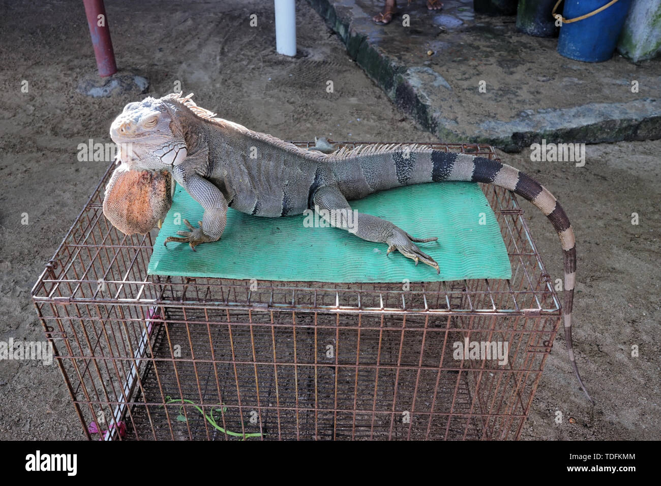 Sea iguanas (sea lizard, Godzilla prototype Stock Photo - Alamy