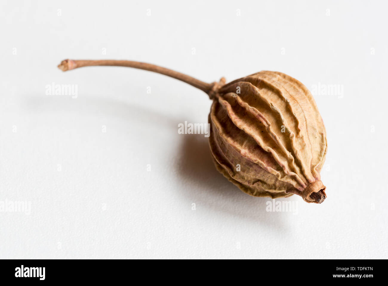 Sand kernel fragrant sand Stock Photo - Alamy