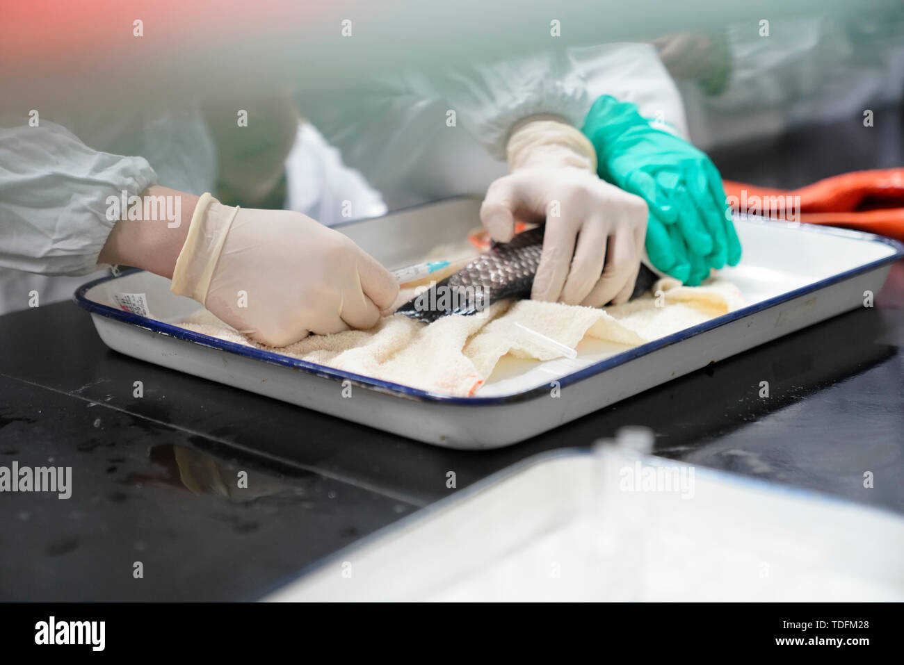 Biological research crucian carp Stock Photo - Alamy
