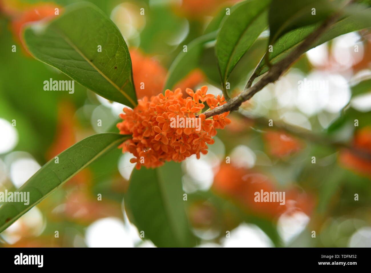 Dangui hi-res stock photography and images - Alamy