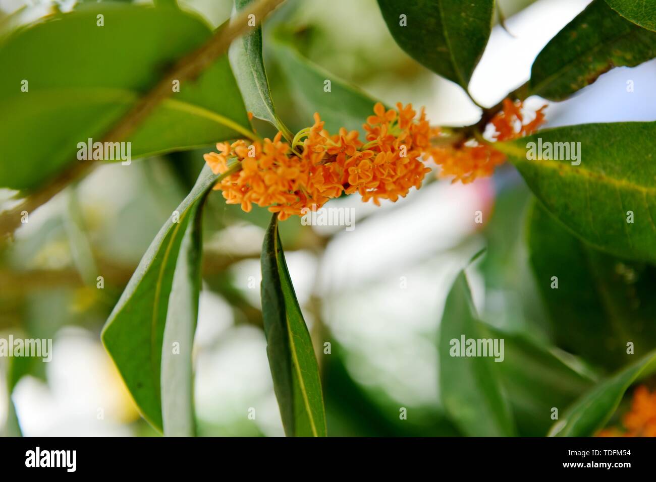 Dangui hi-res stock photography and images - Alamy