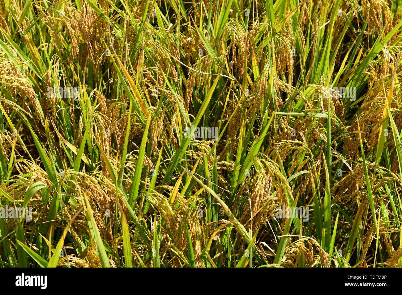 High definition rice hi-res stock photography and images - Alamy