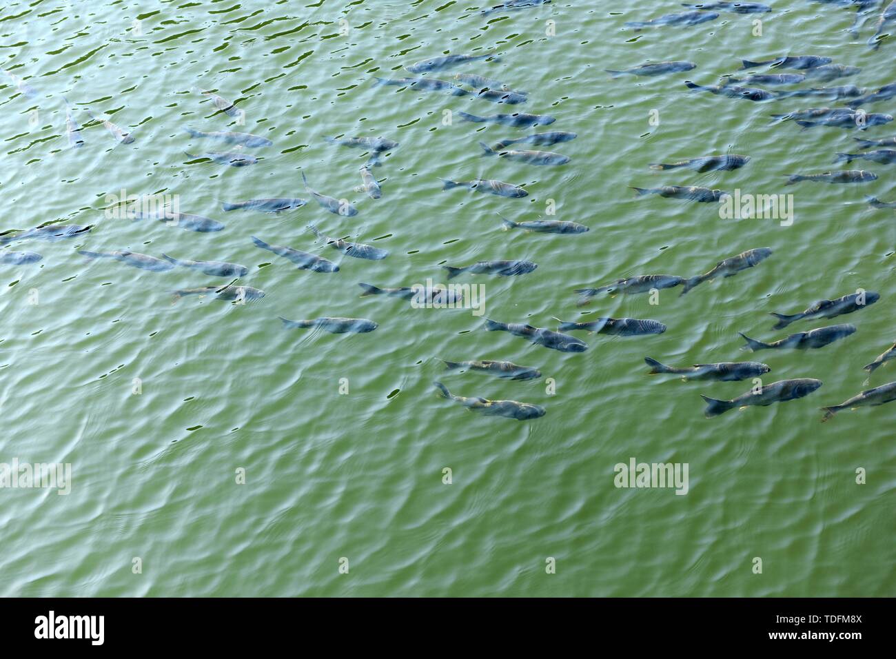 Hubei fish hi-res stock photography and images - Alamy