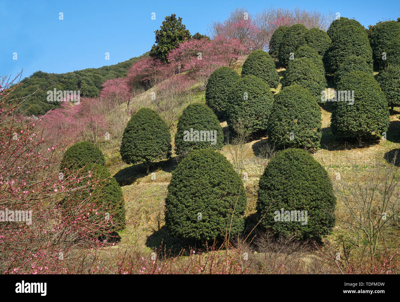 Meishan village hi-res stock photography and images - Alamy