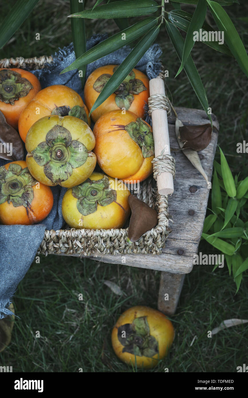 Picking persimmons hi-res stock photography and images - Alamy