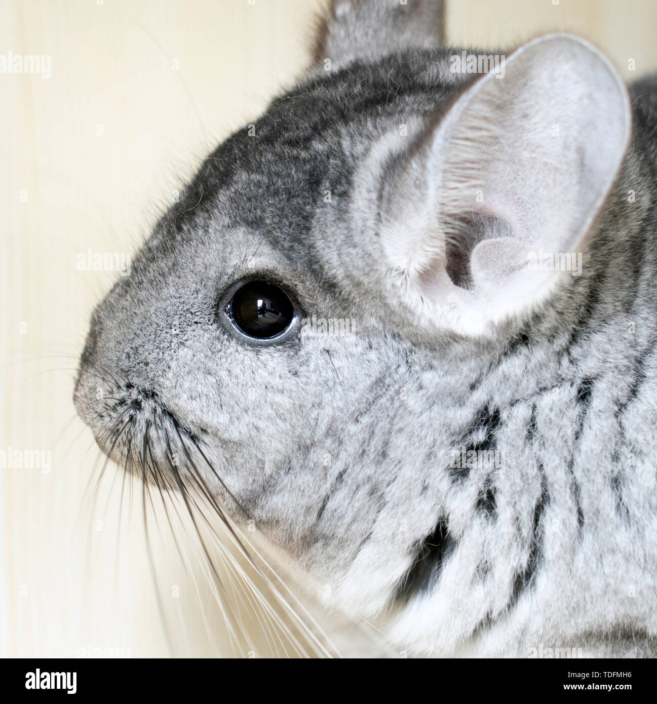 Young rat sitting hi-res stock photography and images - Alamy