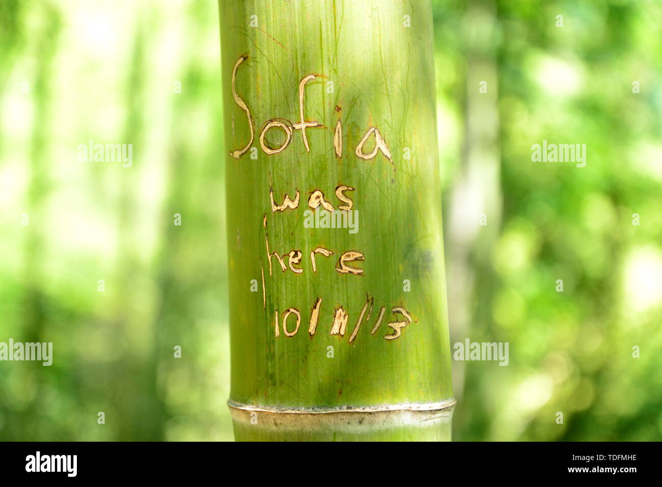 Lettering on bamboo Stock Photo - Alamy