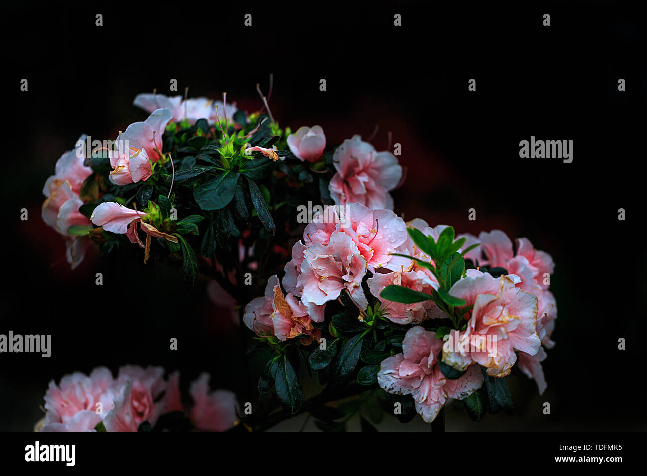 Temple fairs, Chinese New Year, blessings, incense, tulips, food ...