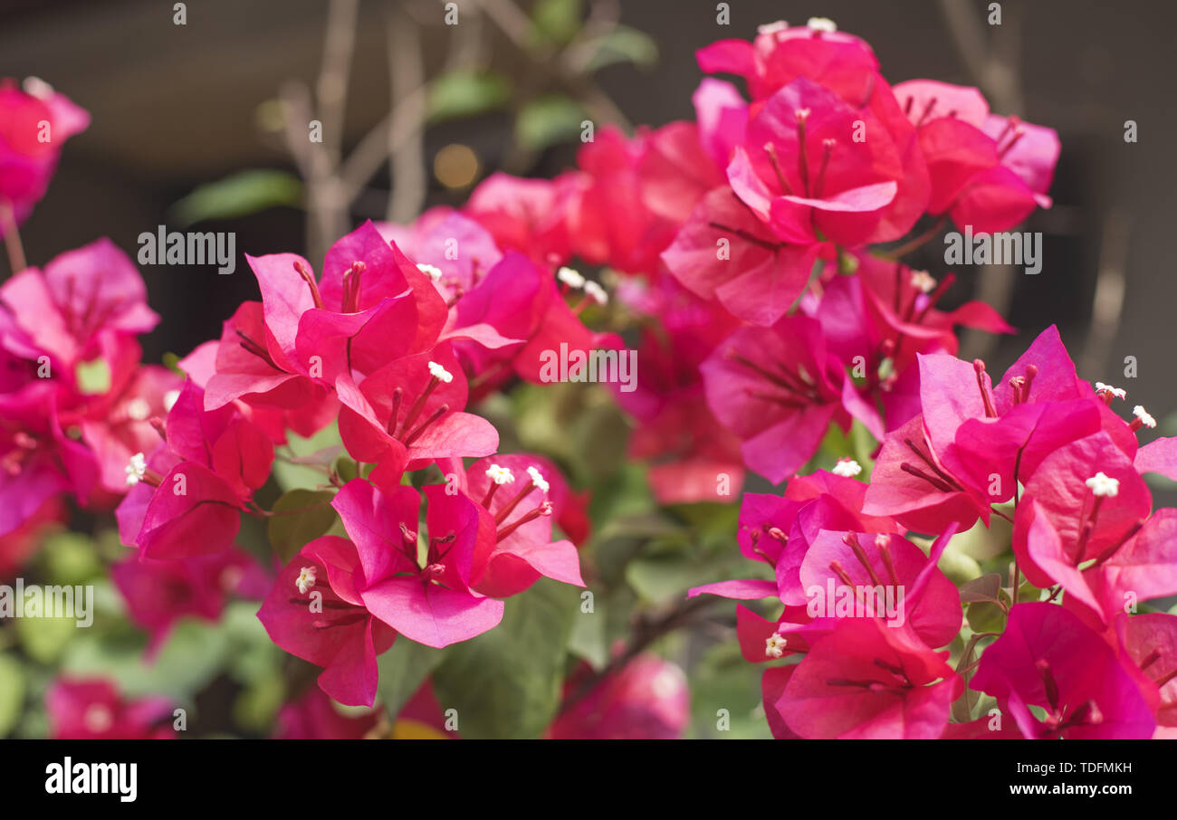 The blooming triangular plum Stock Photo - Alamy