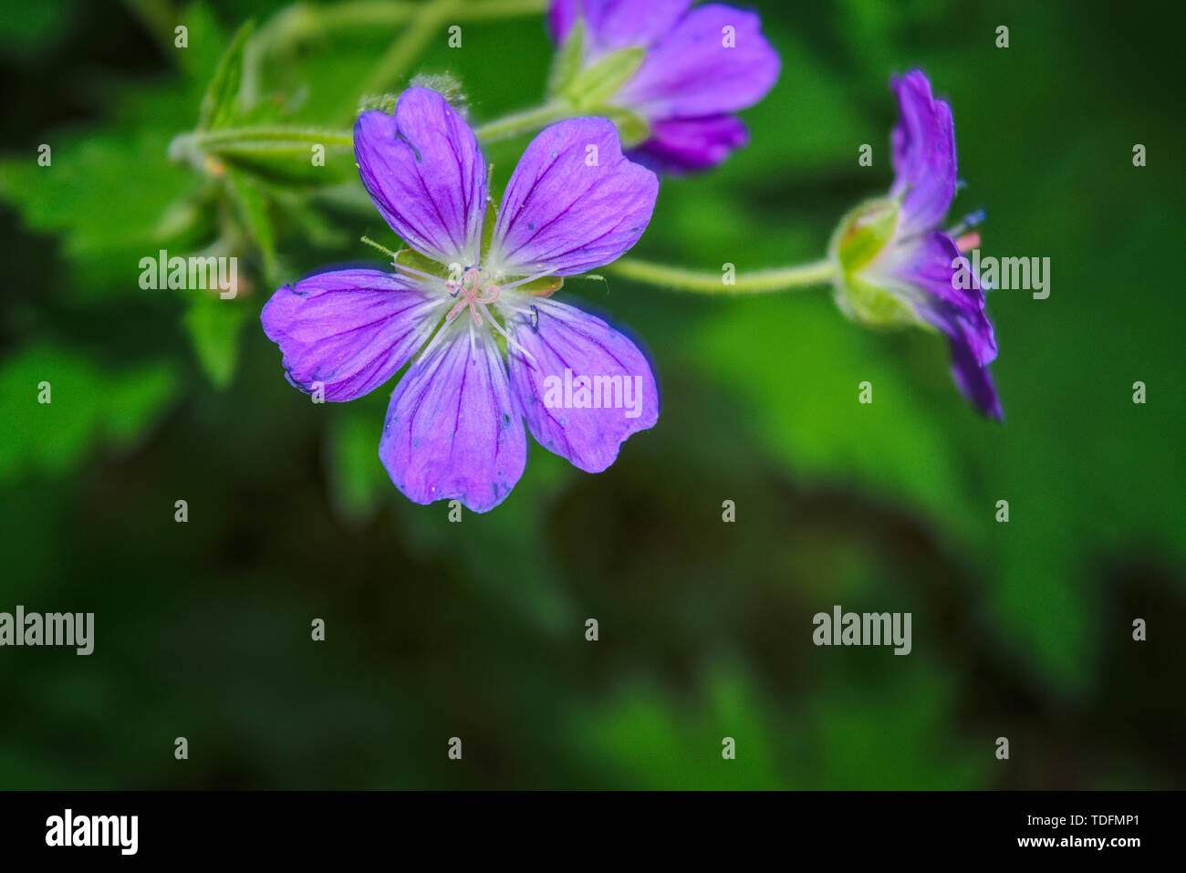 Wood cranesbill, woodland geranium, Geranium sylvaticum. Forest ...