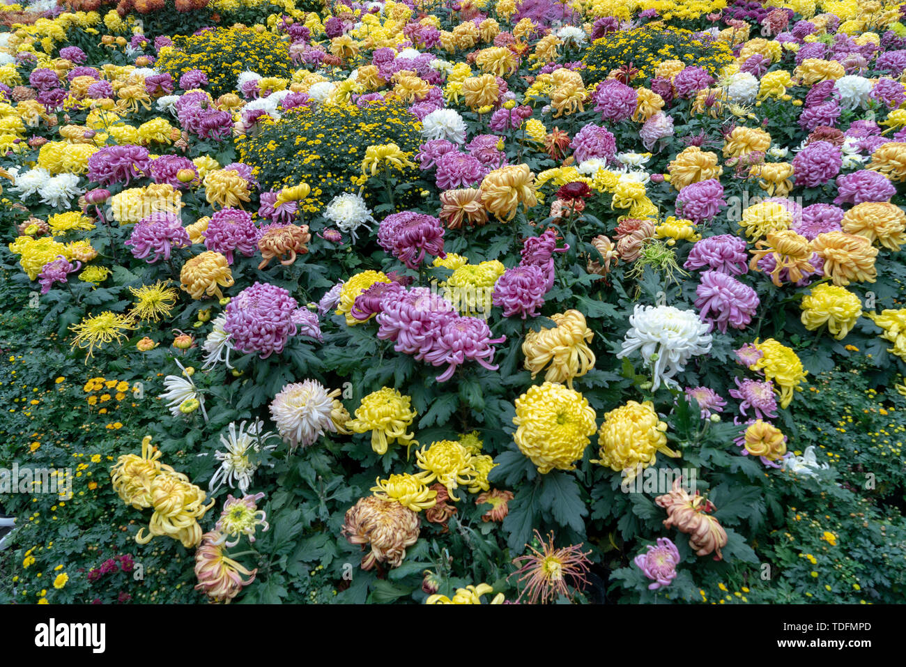 At the Chengdu Chrysanthemum Flower Flower Exhibition, all cherished ...