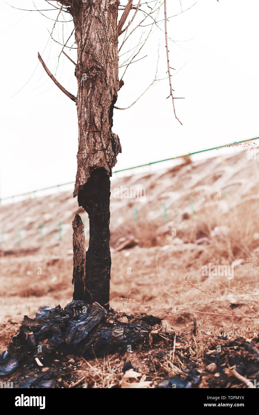 Texture backstage leaves with nature plants hi-res stock photography ...