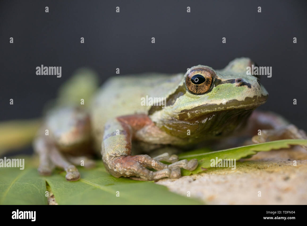 American tree frog Stock Photo - Alamy
