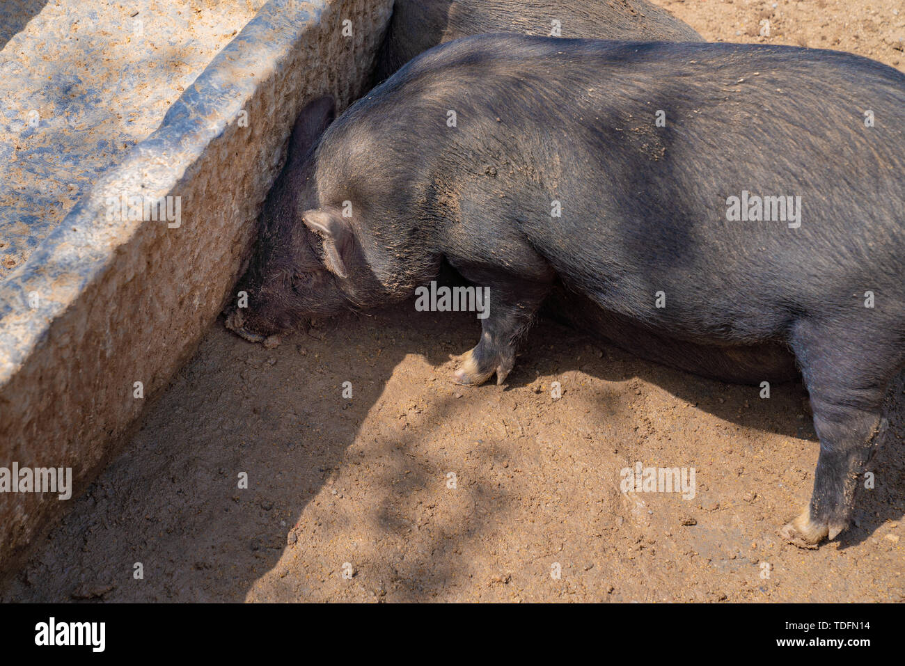 Greedy pig hi-res stock photography and images - Alamy