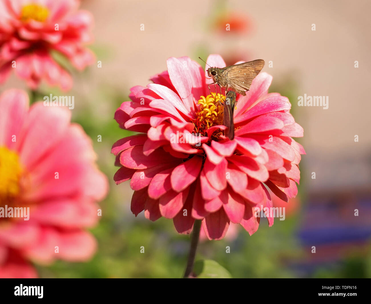 Chinese valley butterfly hi-res stock photography and images - Alamy