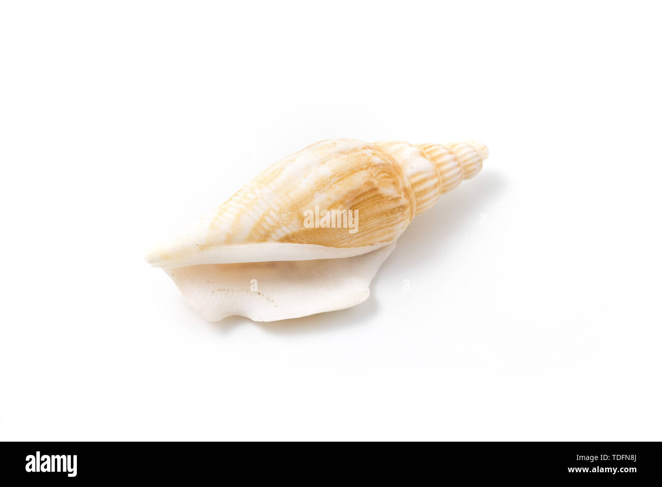 Crab shell texture Cut Out Stock Images & Pictures - Alamy