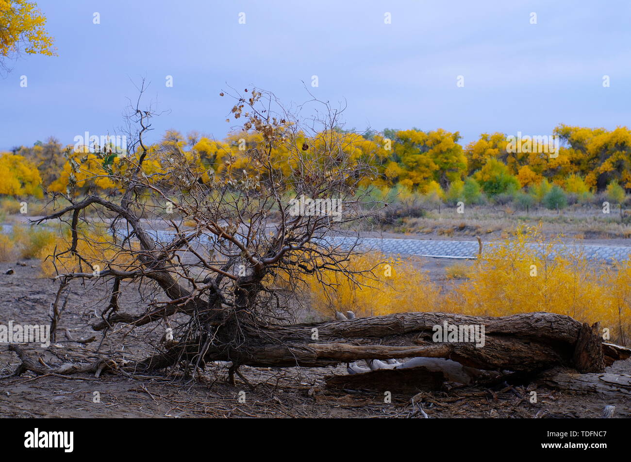Hu poplar forest in Ejina, Inner Mongolia Stock Photo - Alamy