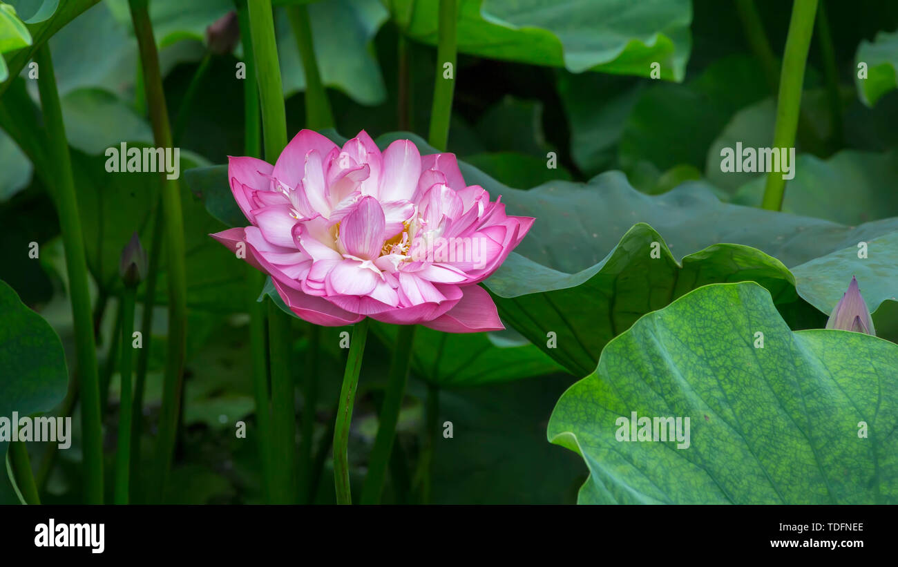Huayan Temple Lotus in Summer Stock Photo - Alamy