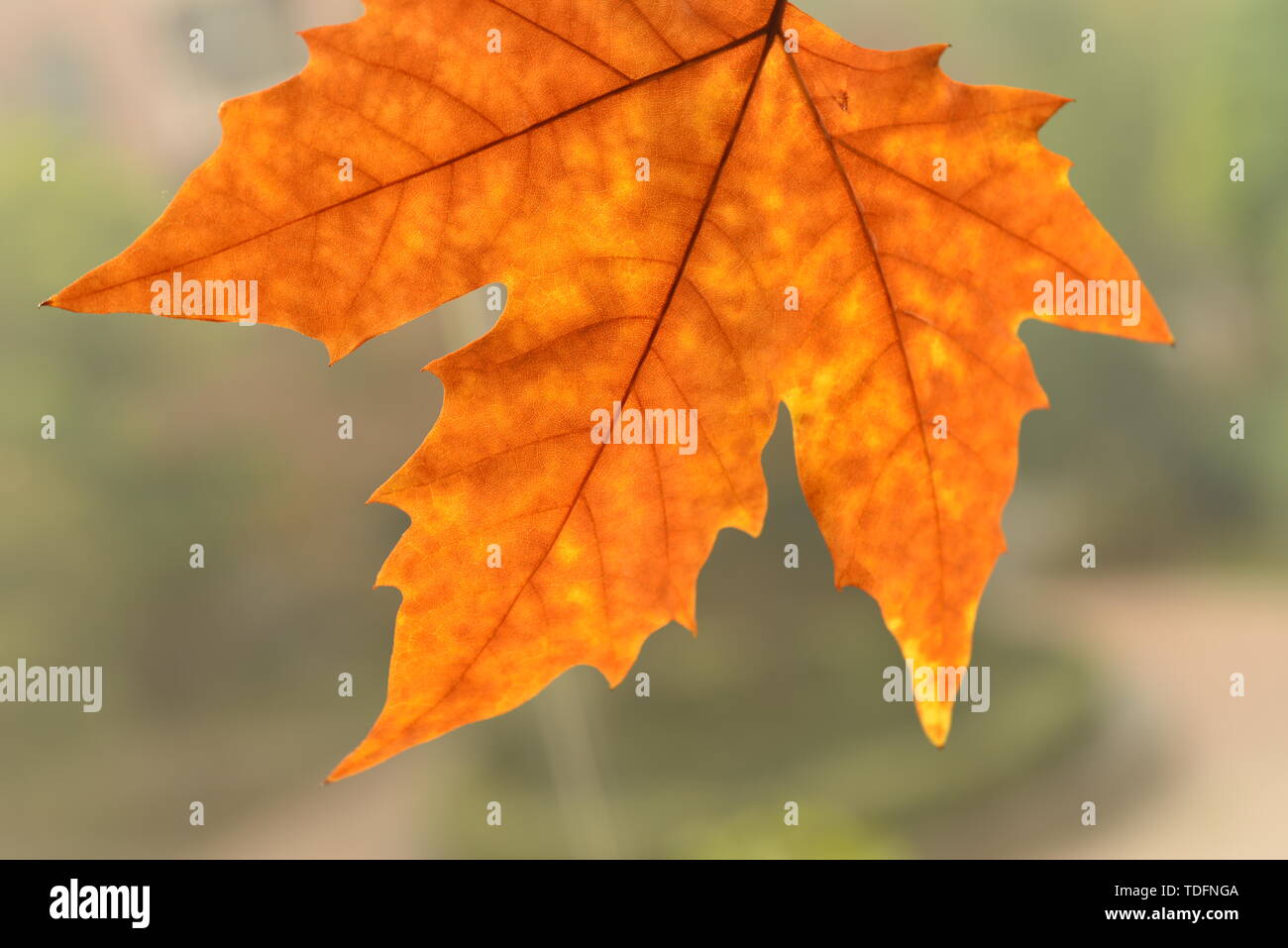 Sycamore Maples High Resolution Stock Photography and Images - Alamy