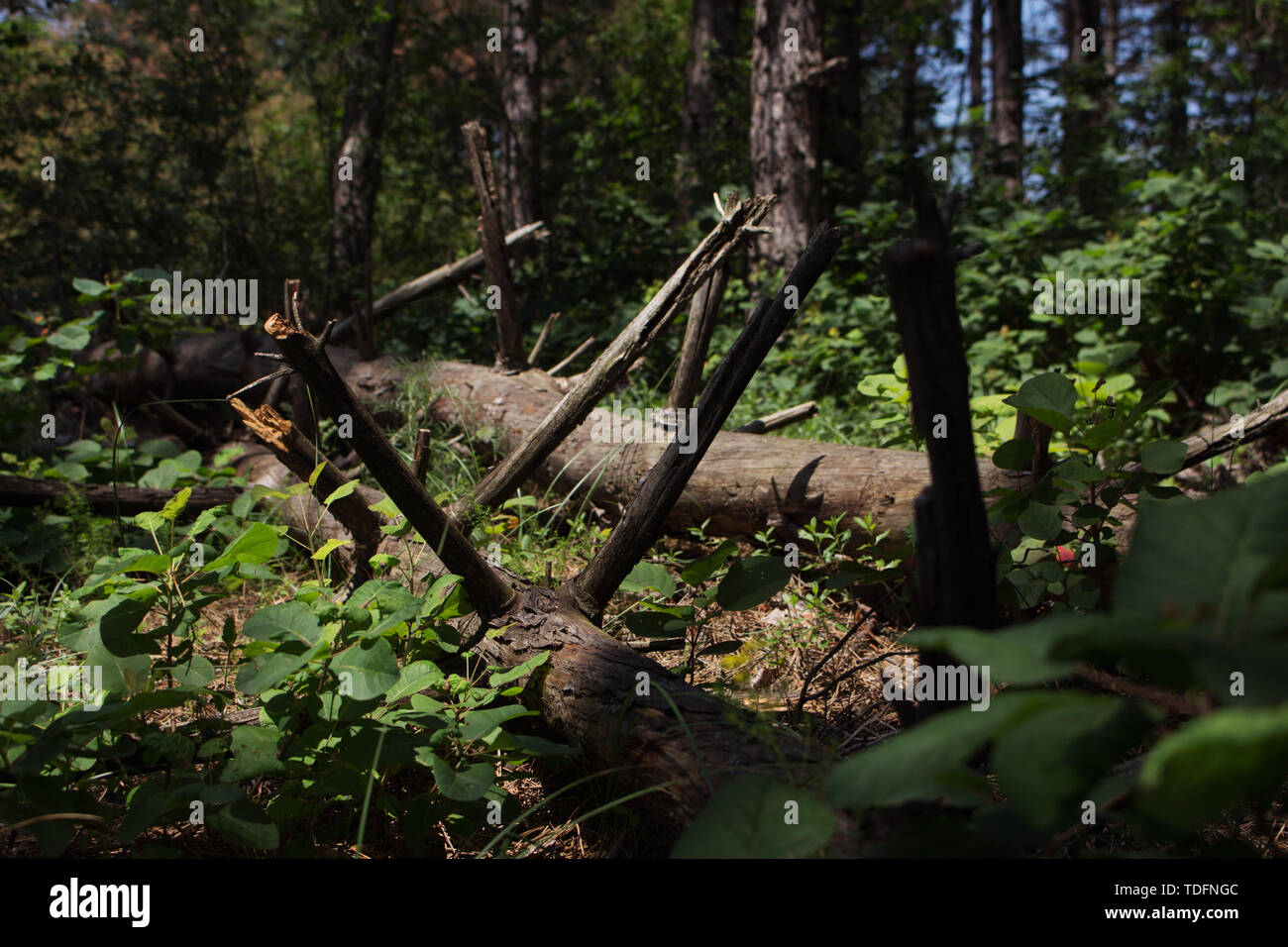 Timber On The Ground In The Wooded Area Stock Photo - Alamy
