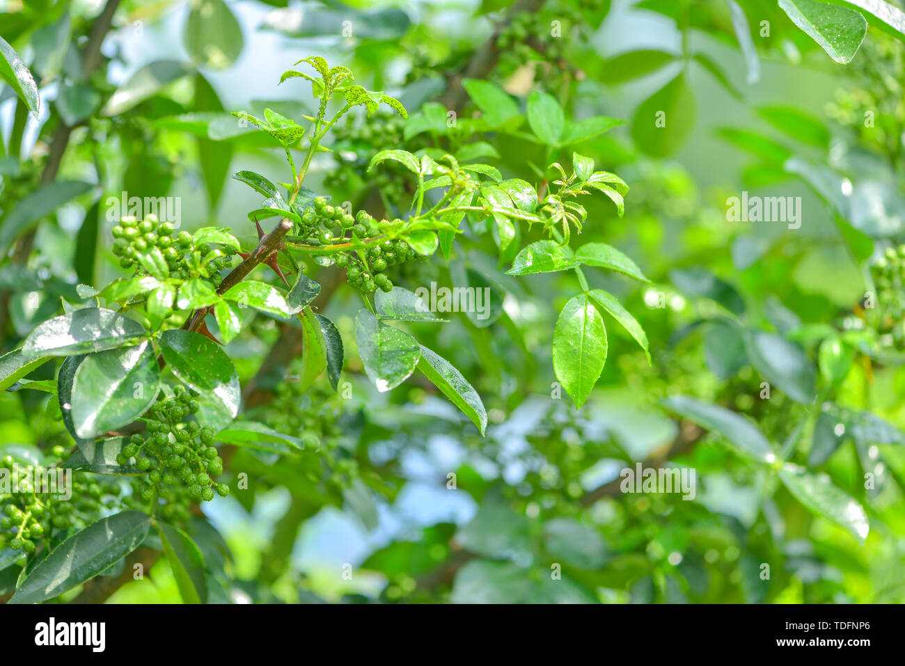 Pepper rattan pepper branch close-up HD large picture Stock Photo - Alamy