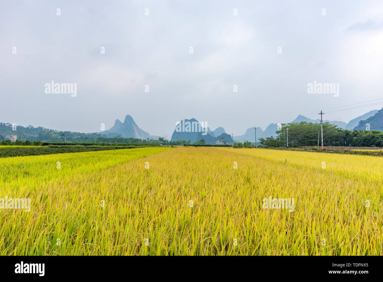 A golden rice field Stock Photo - Alamy